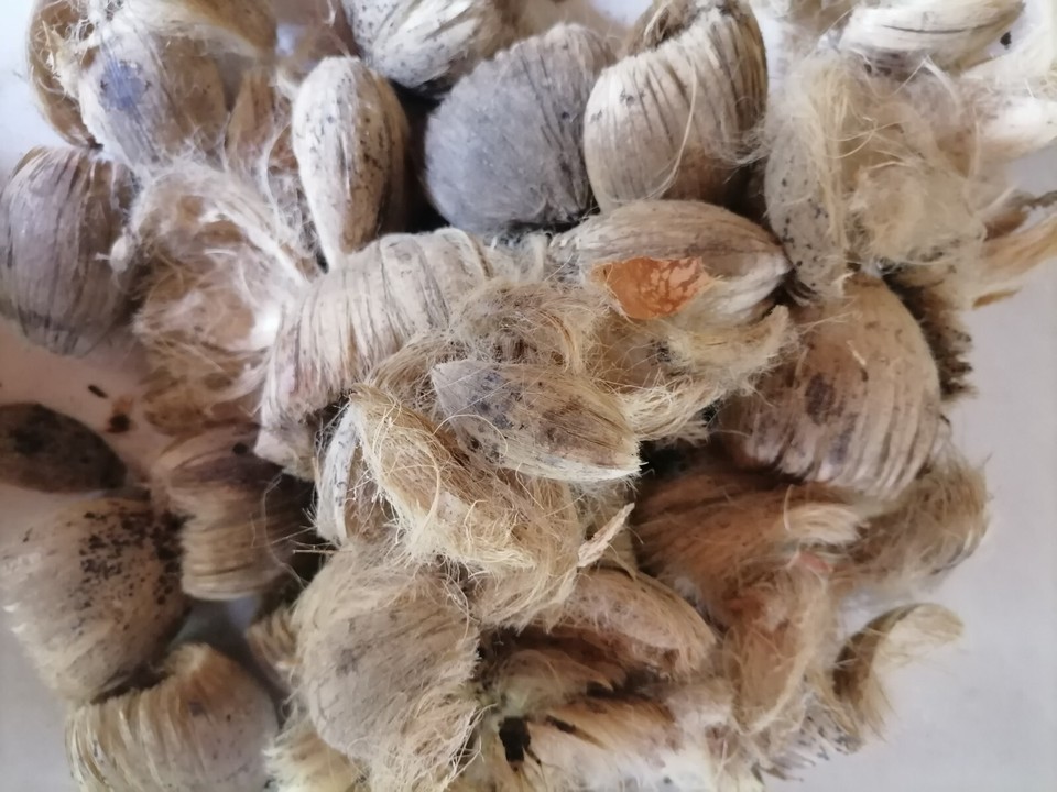 Ceylon Dried Organic Natural Areca Nut Husk Fiber Peel off Agriculture ...