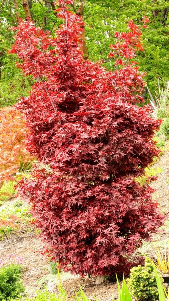 Acer palmatum 'Twombly's Red Sentinel' - Japanese Maple *Live Plant | eBay