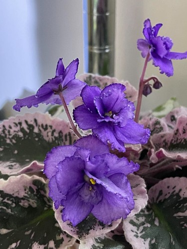 2 African Violet Leaves ~ *OPTIMARA FRIENDSHIP * ~ | eBay