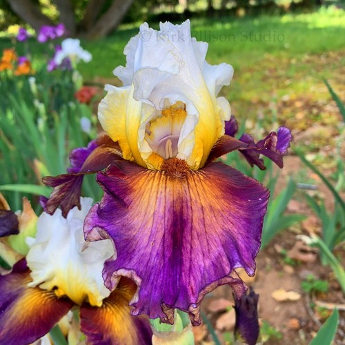 Tall Bearded Iris Rhizome "TRUMPED" Tom Burseen 2007 LAST AUCTION! | eBay