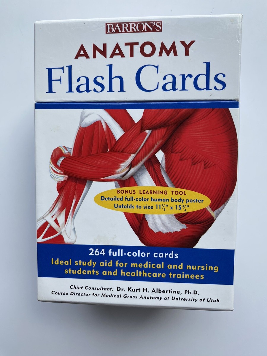 Printable Anatomy Flash Cards Anatomy Flashcards High Quality Human