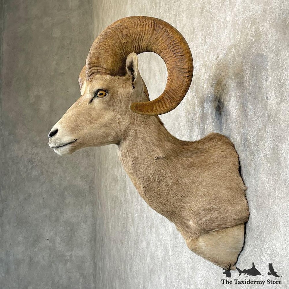 #28274 P | Desert Bighorn Sheep Taxidermy Shoulder Mount For Sale | eBay