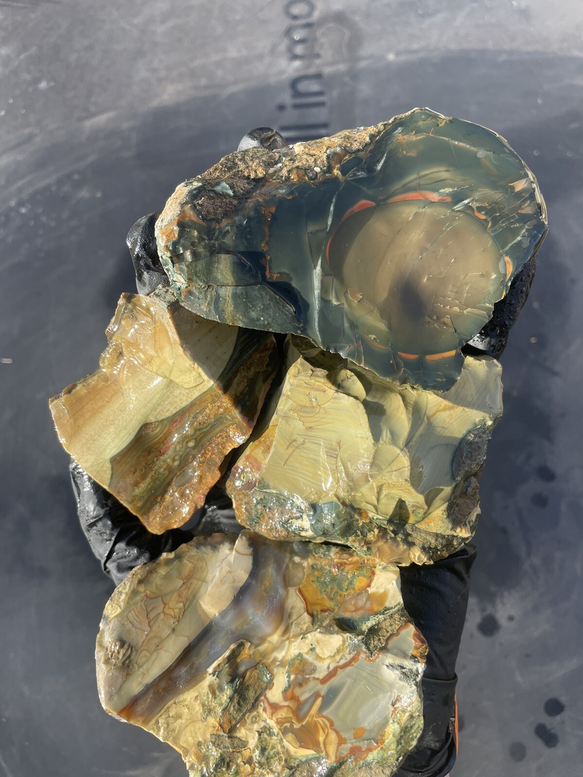 2lb Blue Mountain Picture Jasper Rough AAA Grade Scarce Lapidary ...