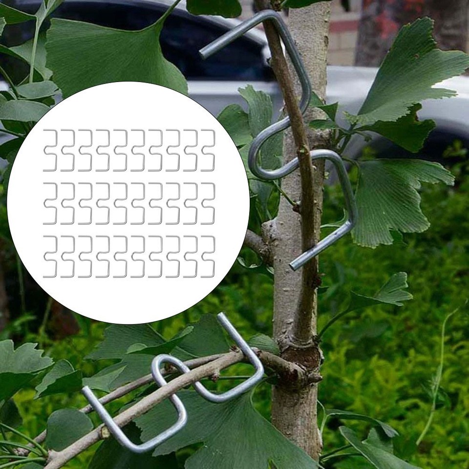 30pcs Galvanized Iron Branch Training Tool for Fruit Tree Canopy ...