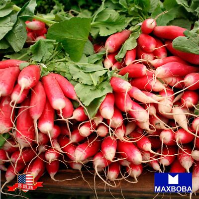 100 Lady Slipper Radish Seeds - Non-GMO Heirloom BTGO 75% OFF | eBay