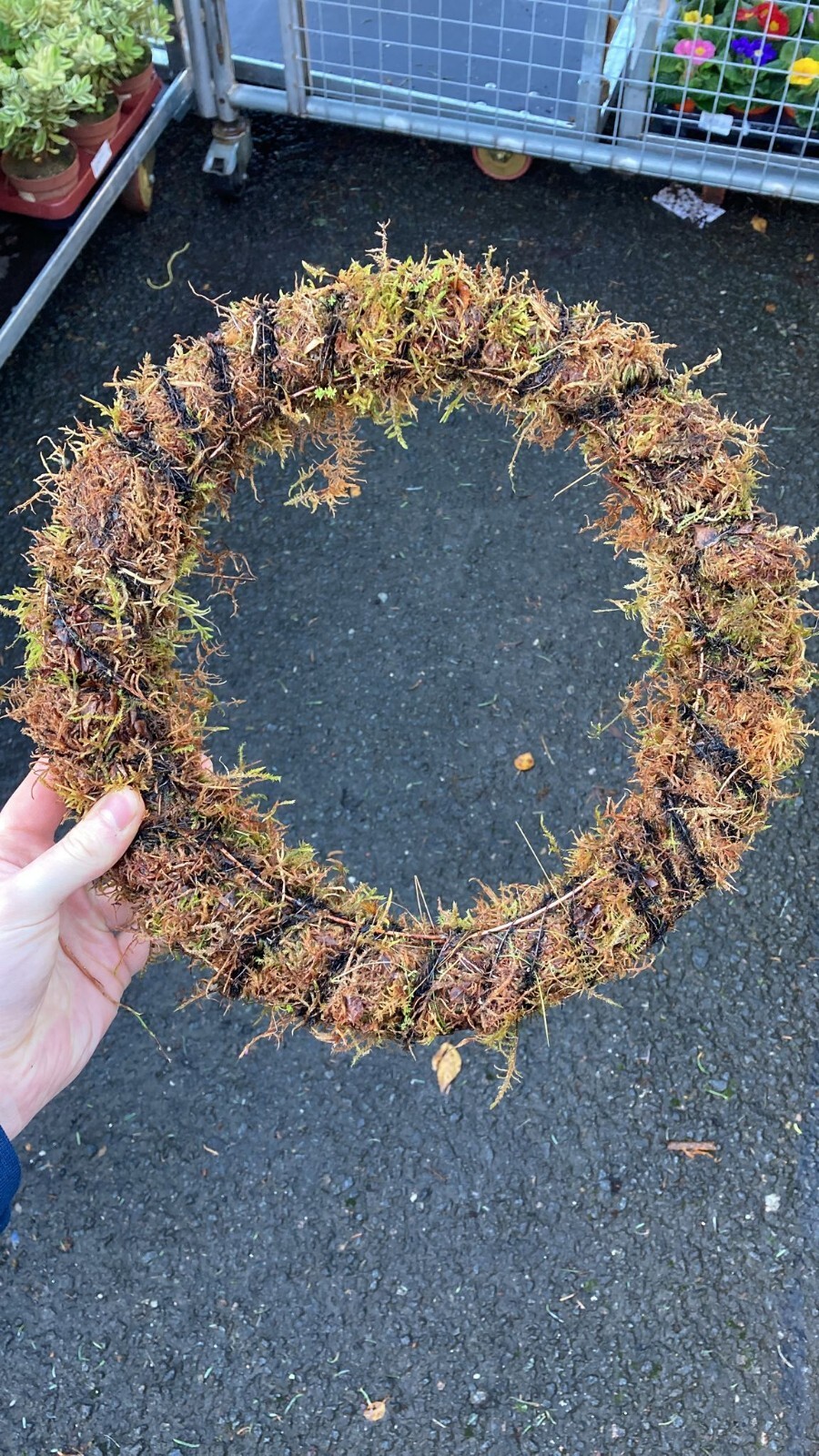 Fresh Mossed / Moss Ring For Christmas Wreath Making - 10 or 12 inch ...
