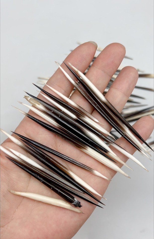 Pack of 1/2 OZ Unsorted African Porcupine Quills 1~3 Inches (About 78 ...