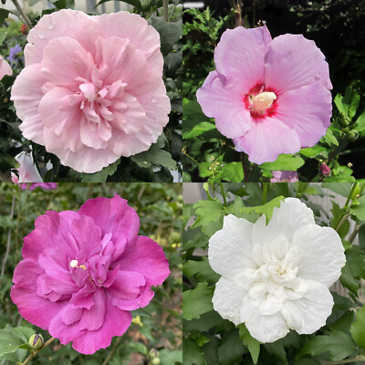 Hibiscus syriacus Plant in 9cm Pot - Rose of Sharon - Mixed Varieties ...