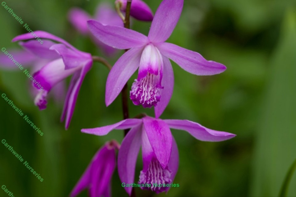 POTTED 1 LITRE BLETILLA STRIATA (HYACINTH ORCHID) BULBS SUMMER ...