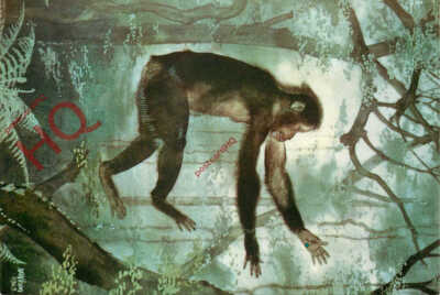 Picture Postcard_ Proconsul, Monkey-Like Ape from 20 Million Years Ago ...