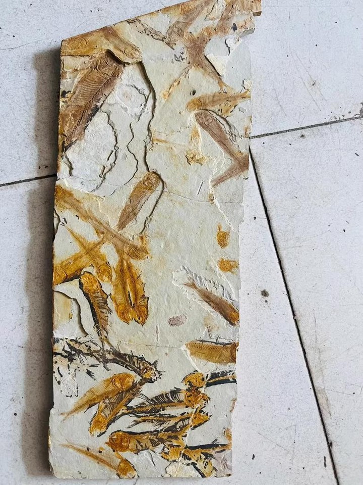 2pc Cambrian fish fossils, wolf finned fish paleontological specimens ...