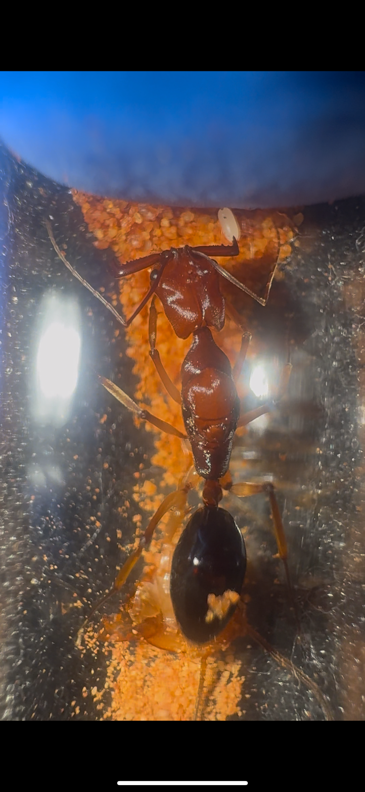 Odontomachus schoedli Ant fresh queen 2025 with brood - insect feeder ...