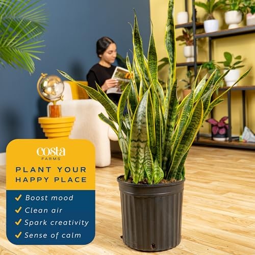 Live Plant | Indoor 3-4 Feet Tall Extra Large Snake Plant Pot Snake ...