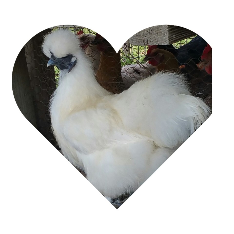 6 PURE WHITE SILKIE FERTILE HATCHING EGGS - Free UPS Ground SALE !! | eBay