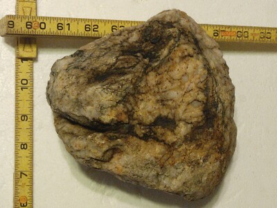 Fossilized Dinosaur Head Amazing Details Rare Jurasic Fossil Petrified ...