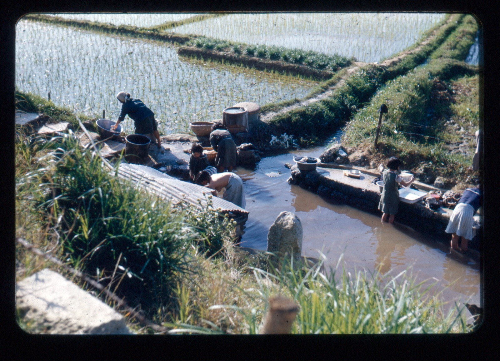 c1950 Indigenous Farming Rice Okinawa Japan Metal 33mm Slide | eBay