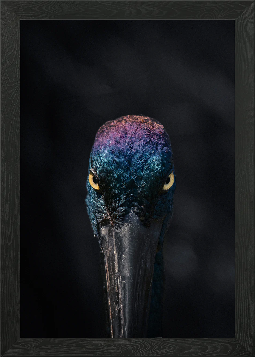 Close-up of a Jabiru Bird angry Framed Wall Art Poster Canvas Print ...