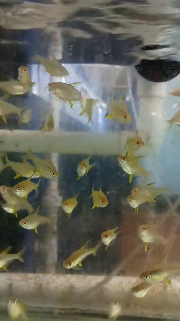 Lemon Tetra – Bright Yellow Schooling Fish Community Tank | eBay