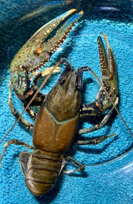 Live Adult Freshwater Crayfish | eBay