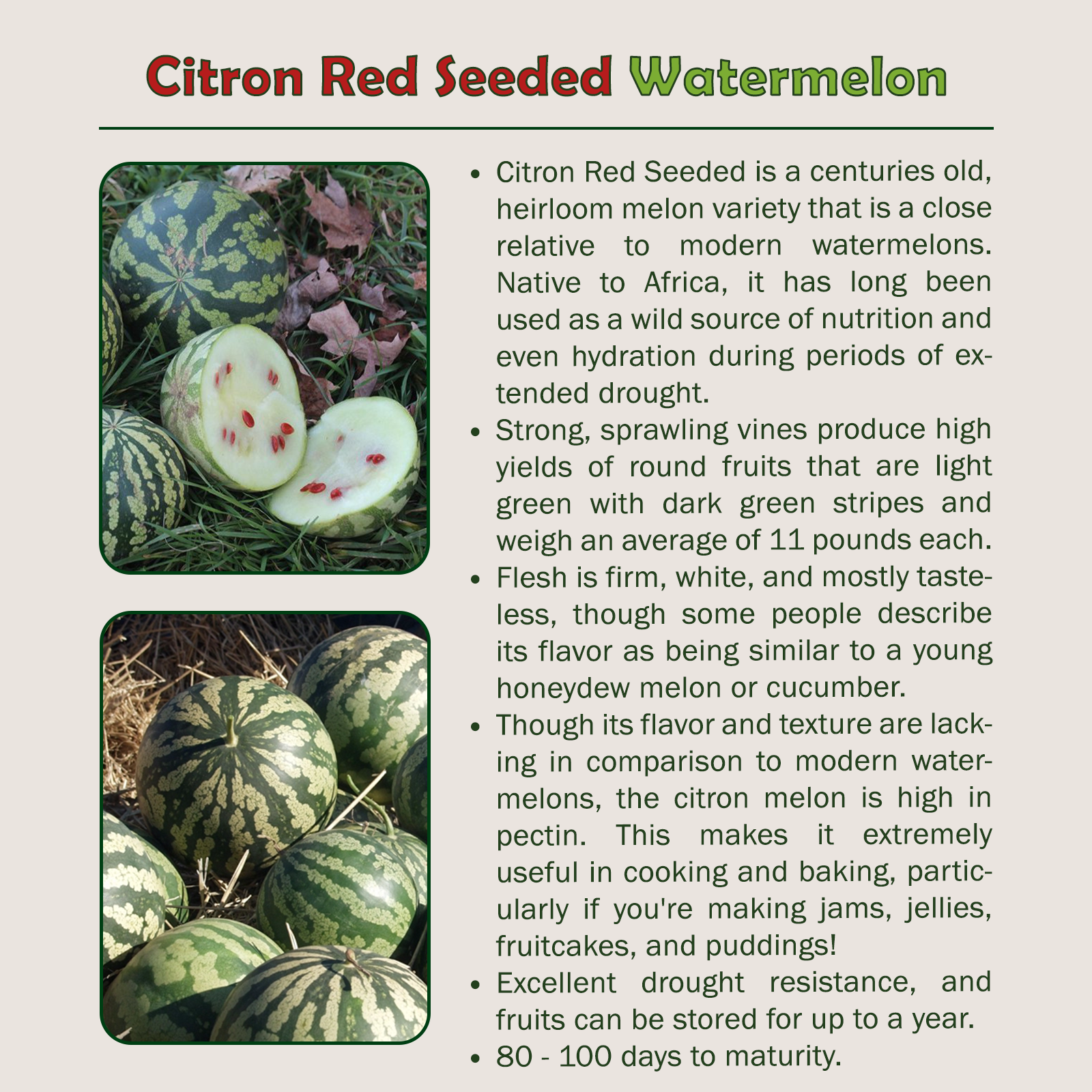 10 Citron Red Seeded Watermelon Seeds, Heirloom, Non-GMO, Genuine USA ...