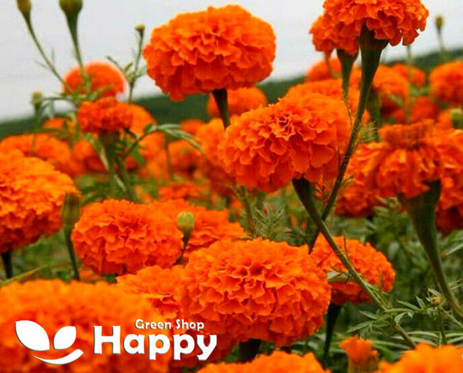 AFRICAN MARIGOLD TALL SIERRA - 300 SEEDS - Tagetes Erecta - Large ...