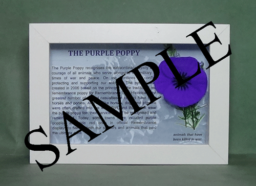Purple Poppy | eBay