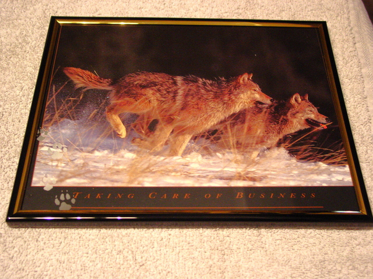 WOLVES WOLF 8X10 FRAMED PICTURE PRINT #4 | eBay