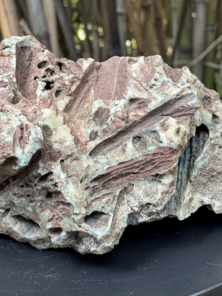 Hampton butte Petrified Wood Specimen Piece Greens and Reds | eBay
