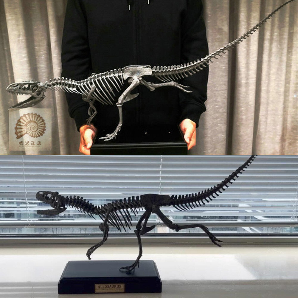 Allosaurus Skeleton Model