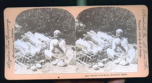 OSTRICH FARM SCENE MATARIYEH EGYP STEREO | eBay