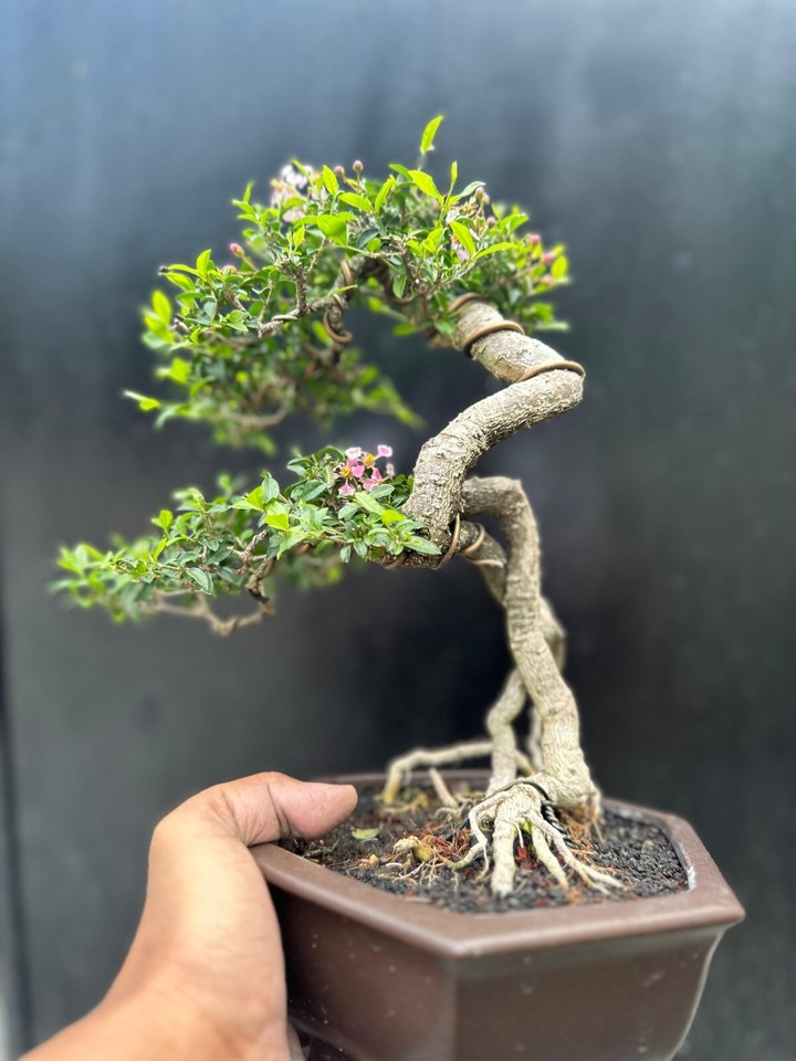 Big Sale,, 1 Bonsai Sakura Micro + Free Or Get 1 Mystery Bonsai Tree as ...