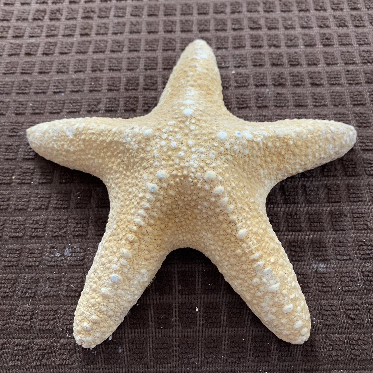 Real Starfish