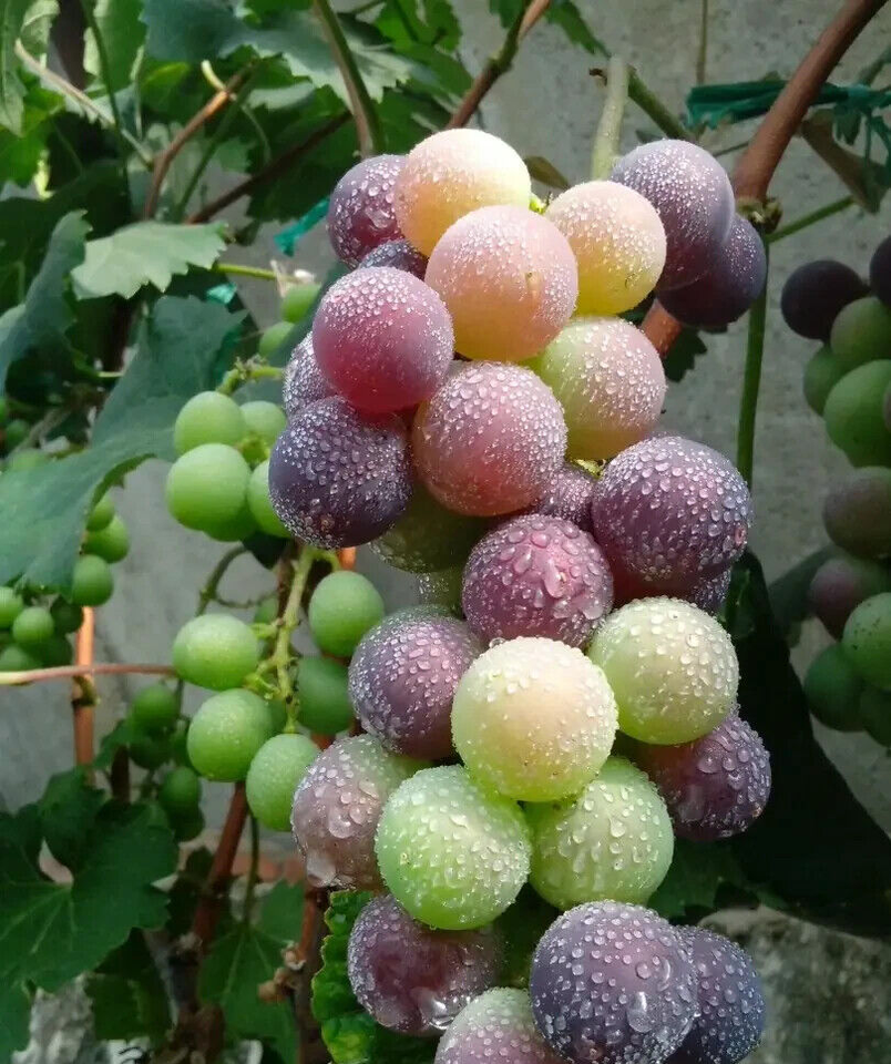 50Pcs Grape Seeds (Vitis vinifera) var. Kyoho Grapes Original | eBay