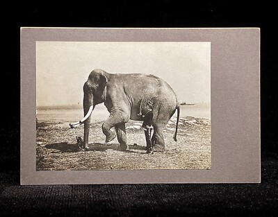 CIRCUS CABINET CARD PHOTO - FAMOUS ANIMAL TRAINER MABEL HALL & ELEPHANT ...