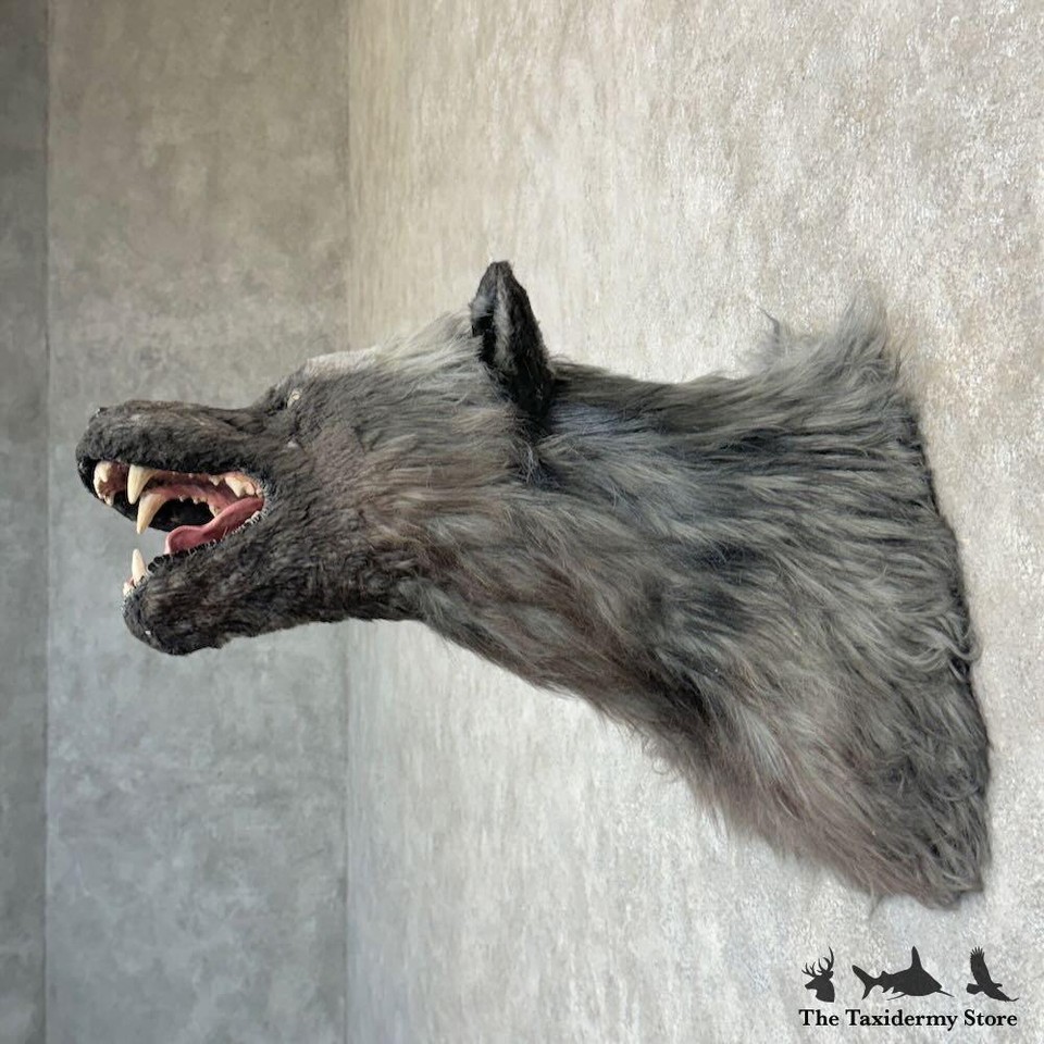 #29164 E | Reproduction Werewolf Taxidermy Shoulder Mount For Sale | eBay