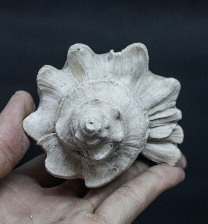 240GR Natural Rough Strombus Mollusca Sea Shell Fossil Gastropoda | eBay
