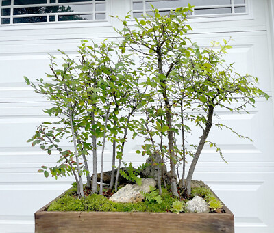 Elm Bonsai Forest (winged elm) 13 trees group planting | eBay