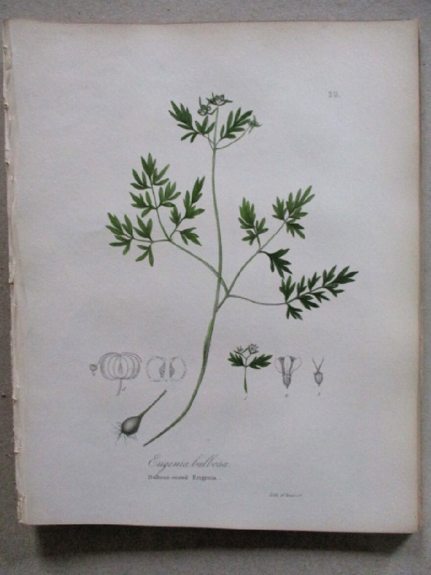 Vtg Print, BULBOUS- ROOT ERIGENIA , 1843,NY BOTANY, Torrey,Color, 11x9 ...