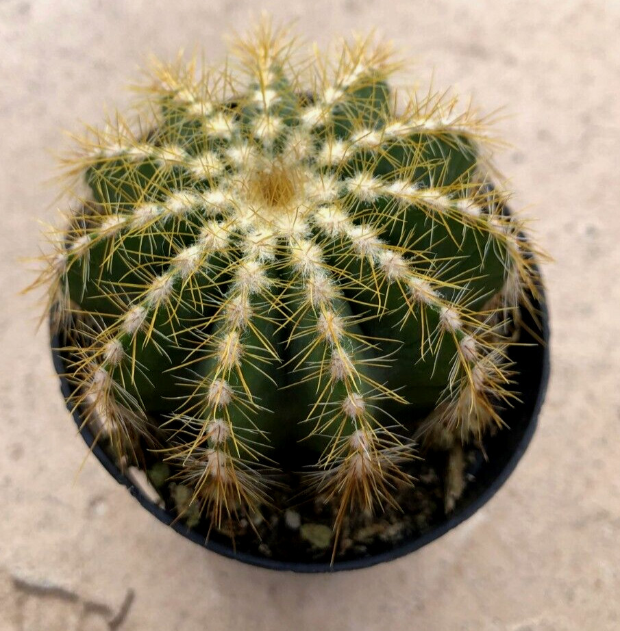Notocactus Magnificus Balloon Cactus