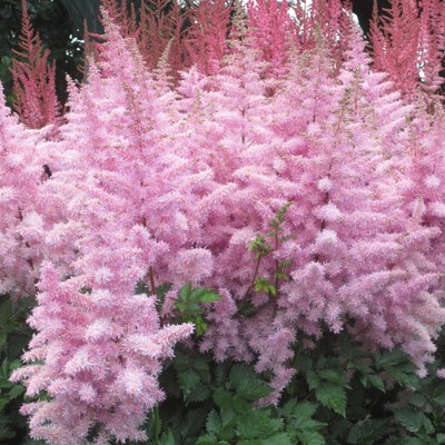 Astilbe Ice Cream - Pink Flowering False Goatsbeard Plants Outdoor ...