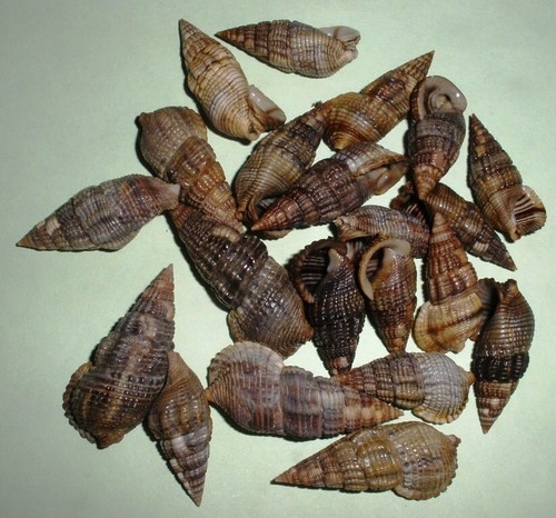 Terebralia sulcata - POTAMIDIDAE - Philippines Seashell - Set of 2 F+ ...