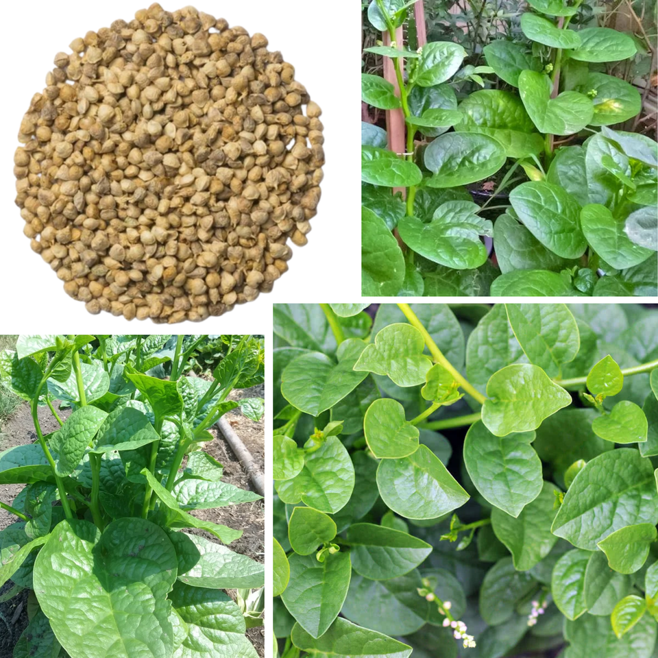 Organic Fresh Green GIANT MALABAR SPINACH SEEDS, Free Shipping ( 350 ...