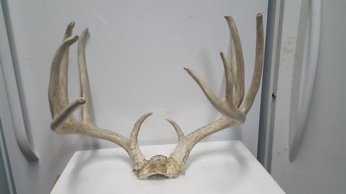 STUDLY MEGA TINES 174 2/8" WHITETAIL DEER RACK Antlers mule mount elk ...