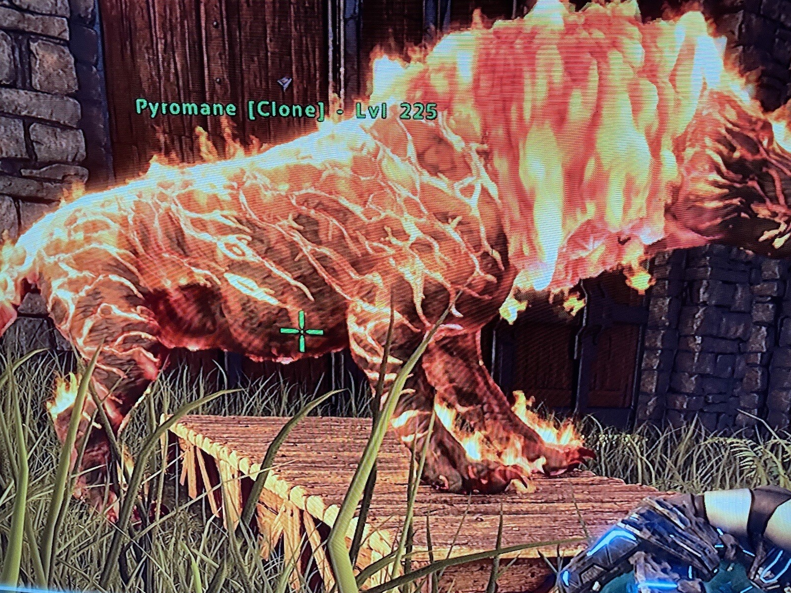 Ark Survival Ascended Pve Ps5 Pc Xbox New Dino Top Stat Pyromane Male ...