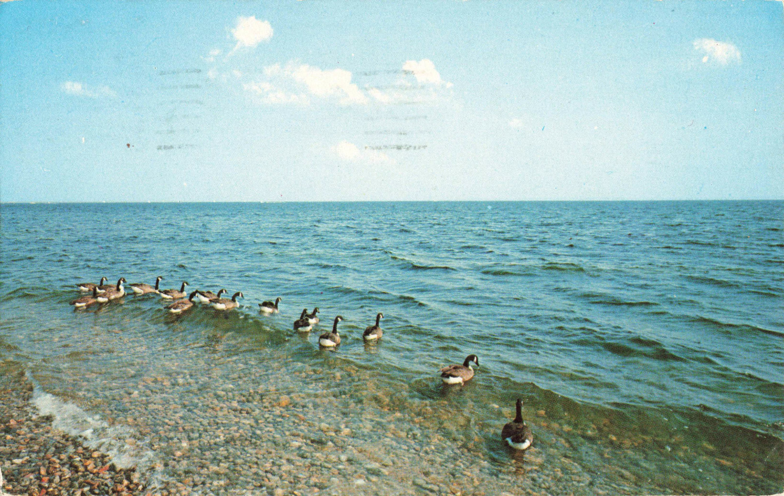 Postcard Ducks Cape Cod Massachusetts Posted 1961 | eBay