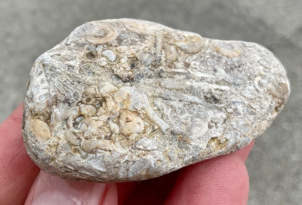 69g Crinoid Bryozoa Trilobite Fossil Hash Plate Devonian UV Milwaukee ...