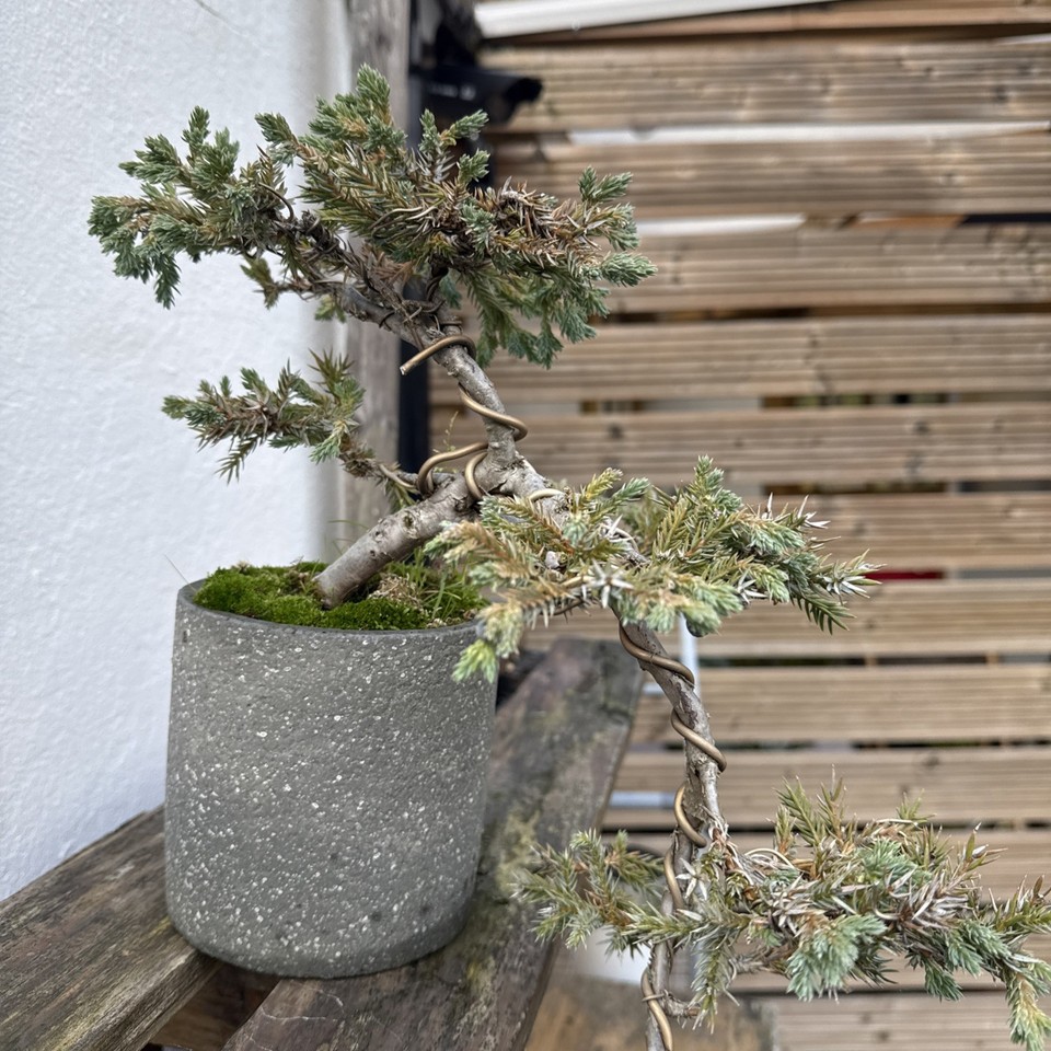 Pre Bonsai Juniper Tree (blue star) | eBay UK