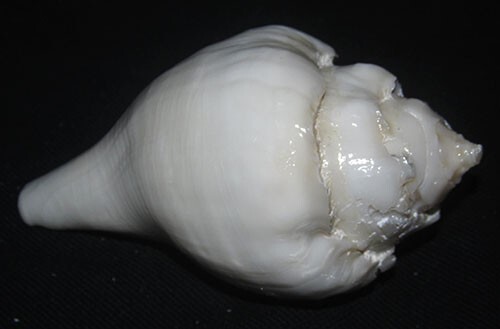 116 mm FREAK ROSE PATTERN Turbinella Pyrum Chank Seashell AMAZING ...