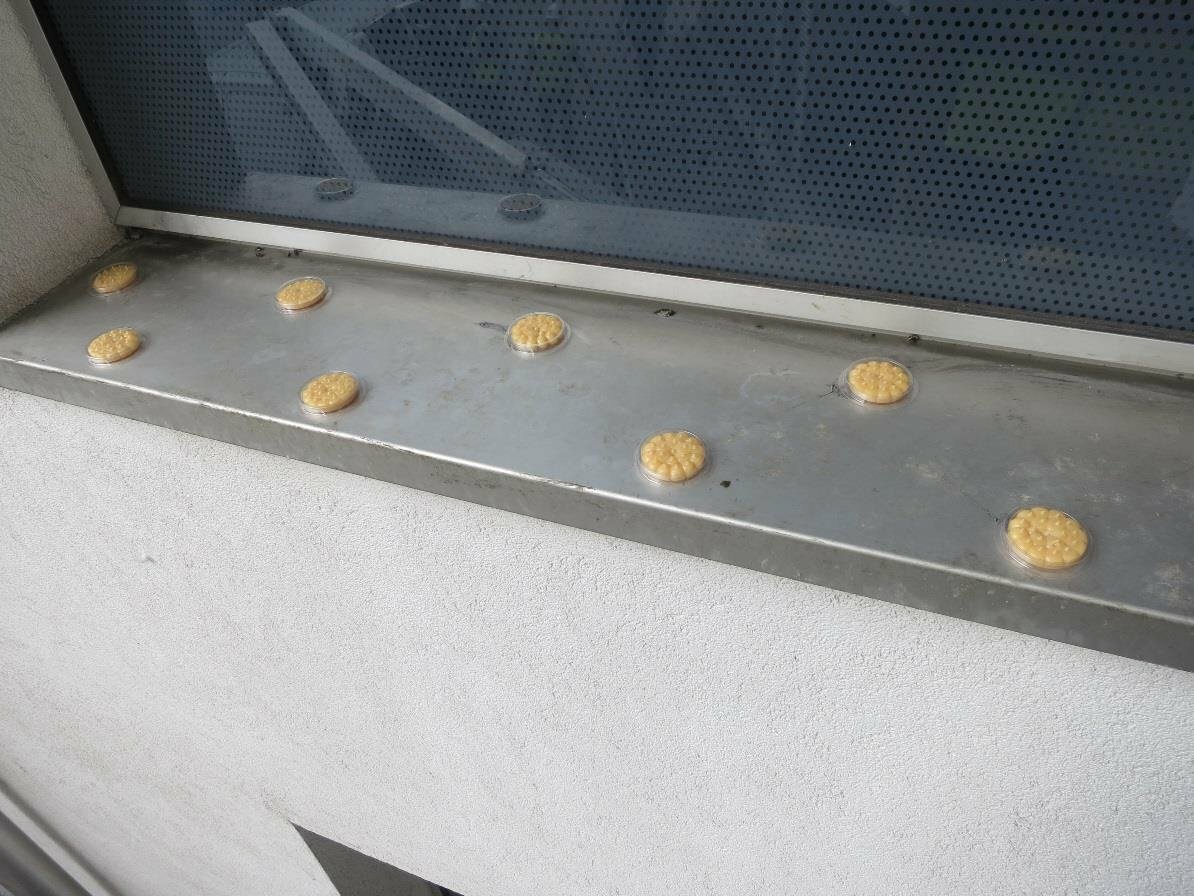 Bird Free Fire Gel Bird Repellent (15 dishes) Non-Harmful (Standard ...