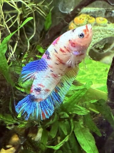 Male Betta Live Fish Candy Nemo HMPK | eBay